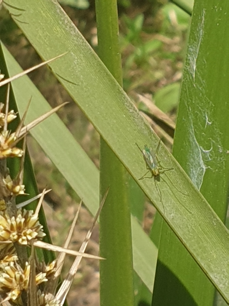 Non-biting Midges from Bega NSW 2550, Australia on November 19, 2022 at ...
