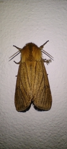 Paracles fervida · Naturalista Costa Rica