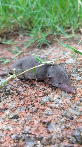 Genus Soriculus · iNaturalist