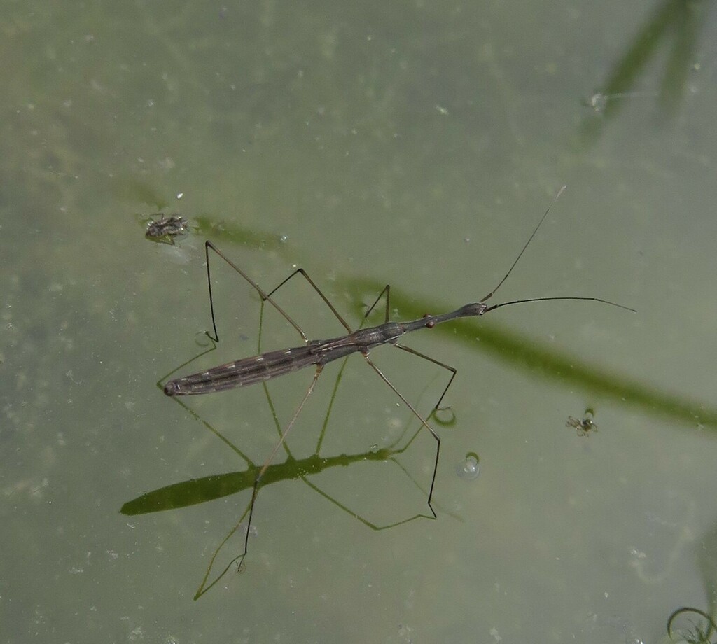 Common Water Measurer from Bel-Air, 75012 Paris, France on June 24 ...