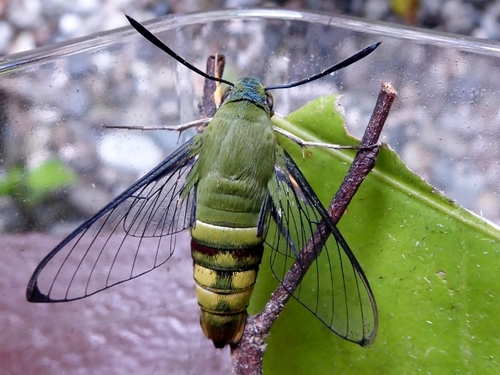 Cephonodes picus · iNaturalist
