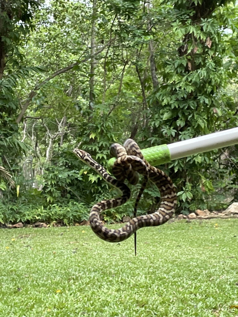 Darwin Carpet Python from Eugene Rd, Virginia, NT, AU on November 19 ...