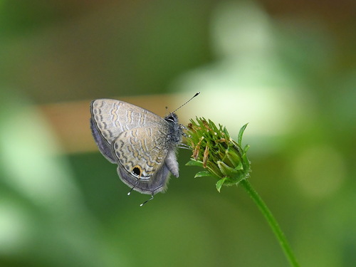 Observations by stijn_de_win · iNaturalist