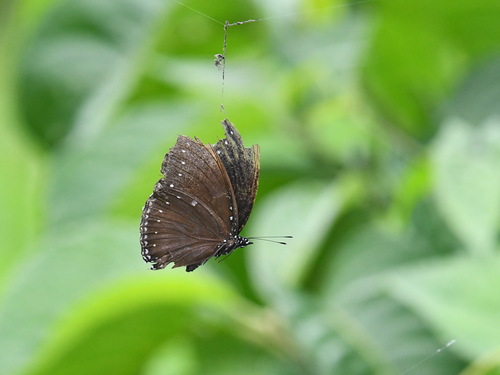 Observations by stijn_de_win · iNaturalist