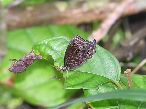 Observations by stijn_de_win · iNaturalist