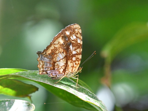 Observations by stijn_de_win · iNaturalist