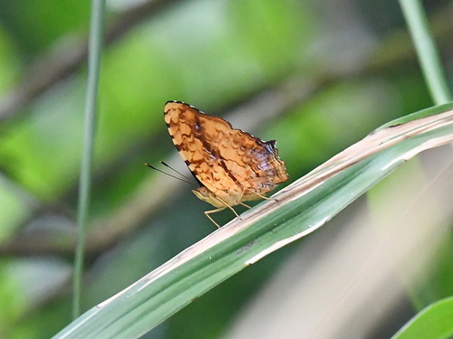 Observations by stijn_de_win · iNaturalist