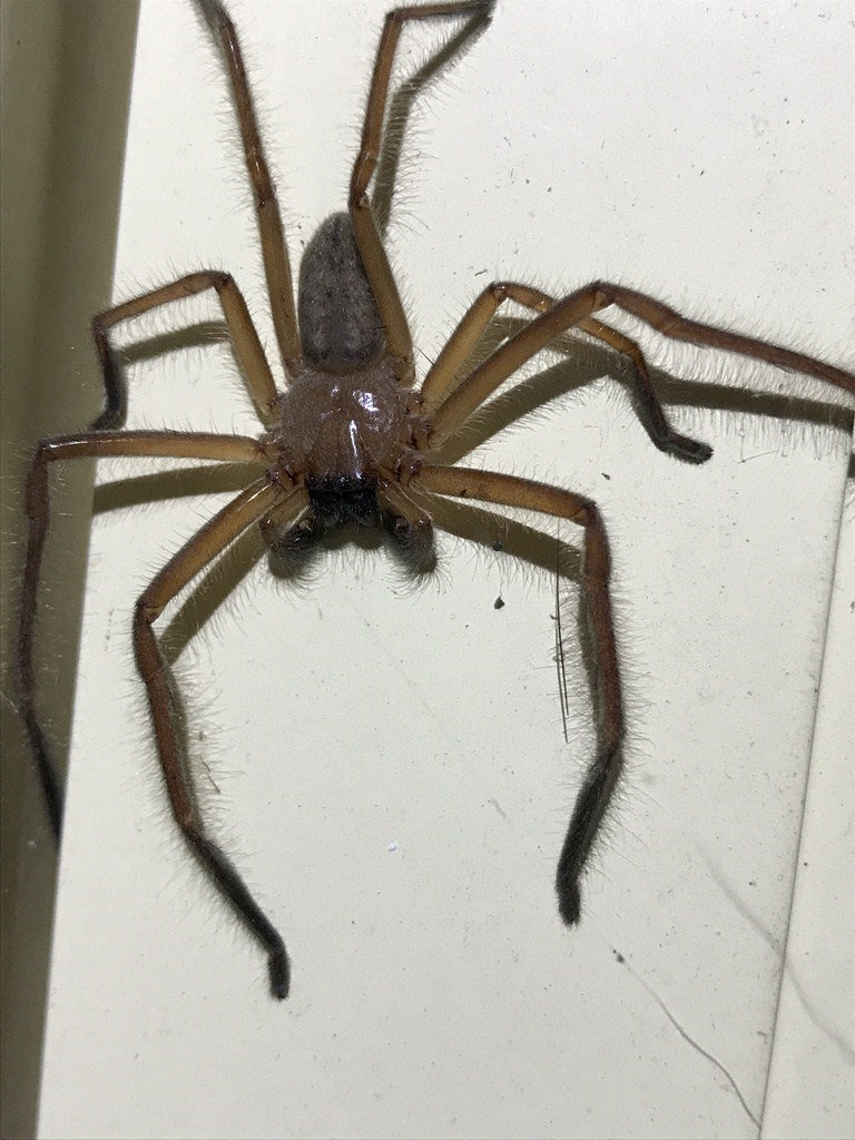 Social Huntsman Spider from Tallegalla, QLD, AU on November 19, 2022 at ...