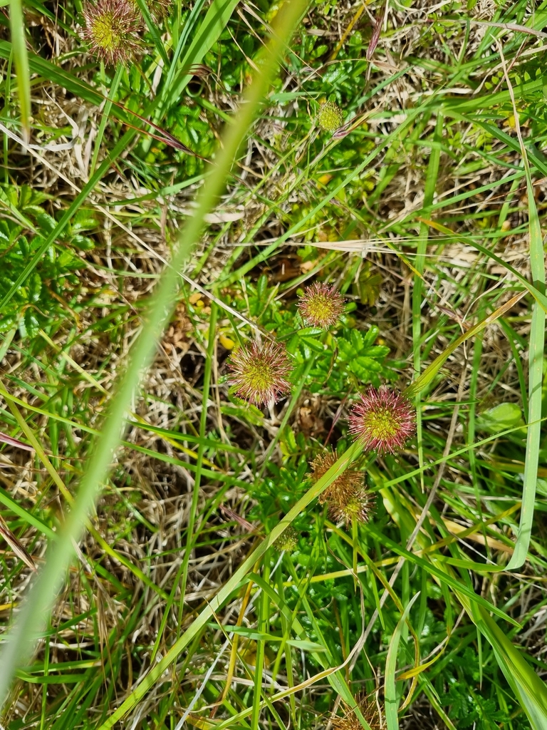 Biddy-biddy from Swan Bay VIC 3225, Australia on November 17, 2022 at ...