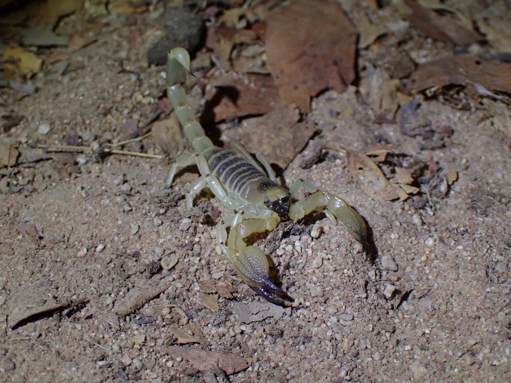 Southern African Burrowing Scorpions in November 2022 by Diogo Parrinha ...