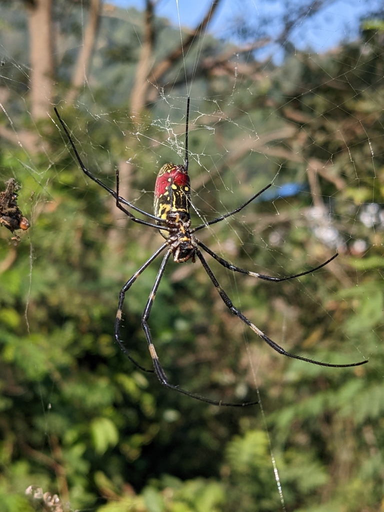 Joro Spider from RJX9+RWJ, Narayanmatales 32500, Nepal on November 19 ...