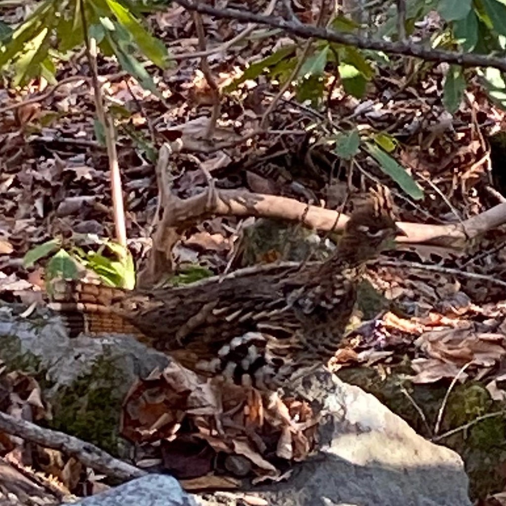 Ruffed Grouse from Great Smoky Mountains National Park, Waynesville, NC ...