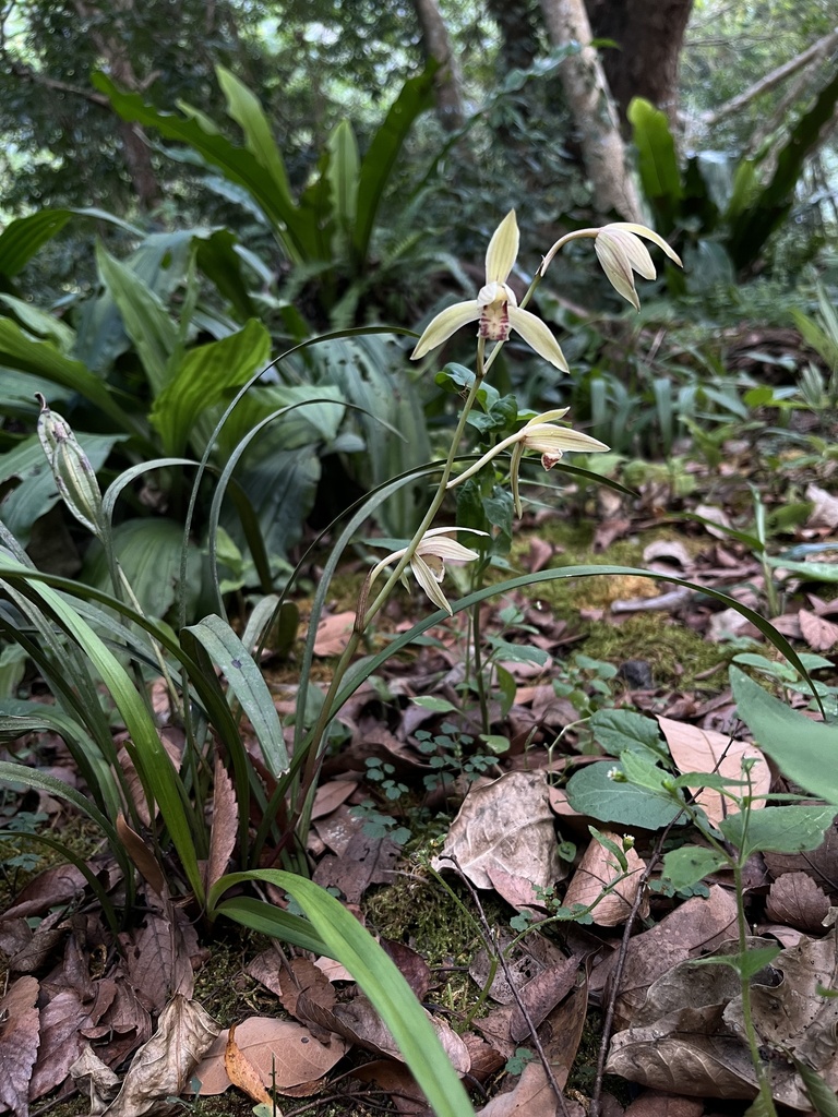 Four-Season Orchid from 尖石鄉, TW on November 19, 2022 at 03:49 PM by Wen ...