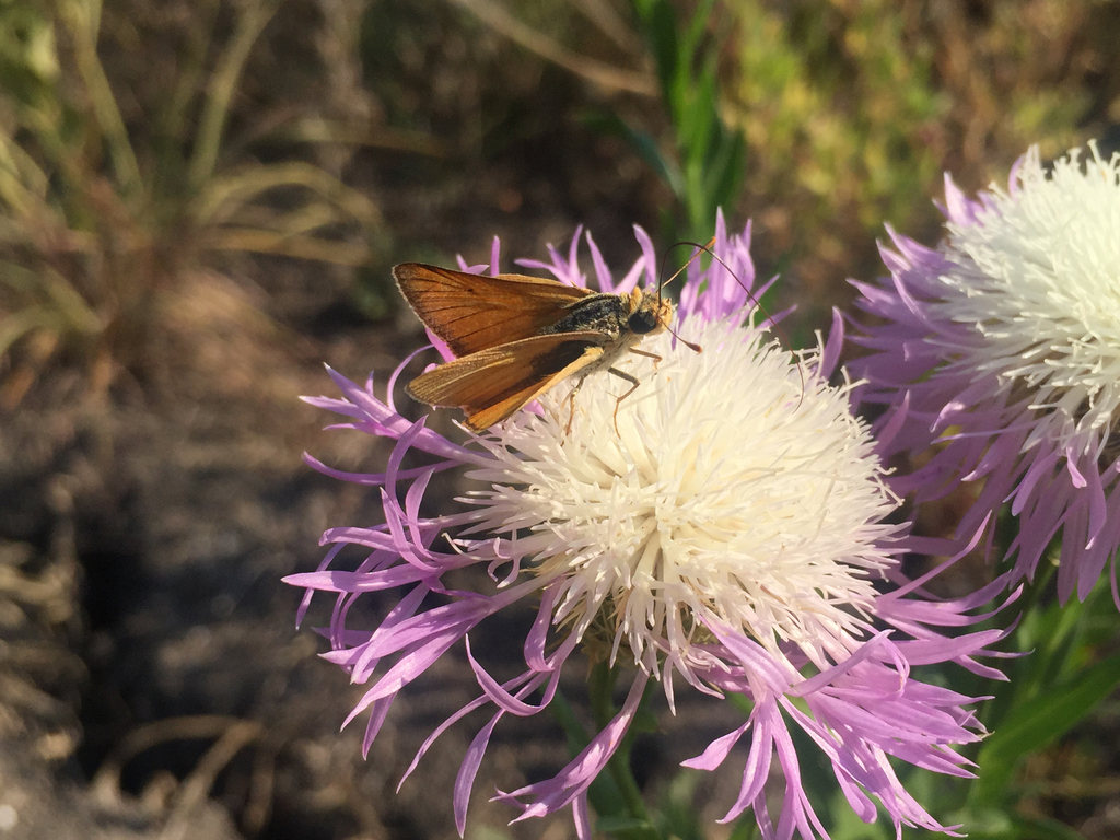 Grass Skippers from 8124 Greensboro Dr, Plano, TX, US on September 27 ...