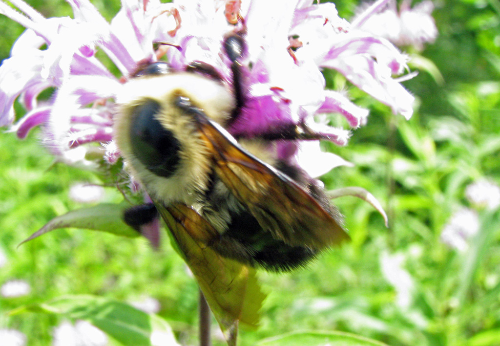 Common Eastern Bumble Bee from Pownal, Vermont, United States on July 6 ...