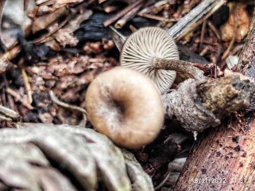 Clitocybe lituus · iNaturalist United Kingdom