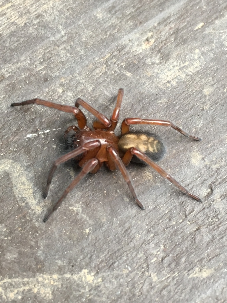 Callobius from 65–85 Piedmont Rd, Larkspur, CA, US on September 06 ...