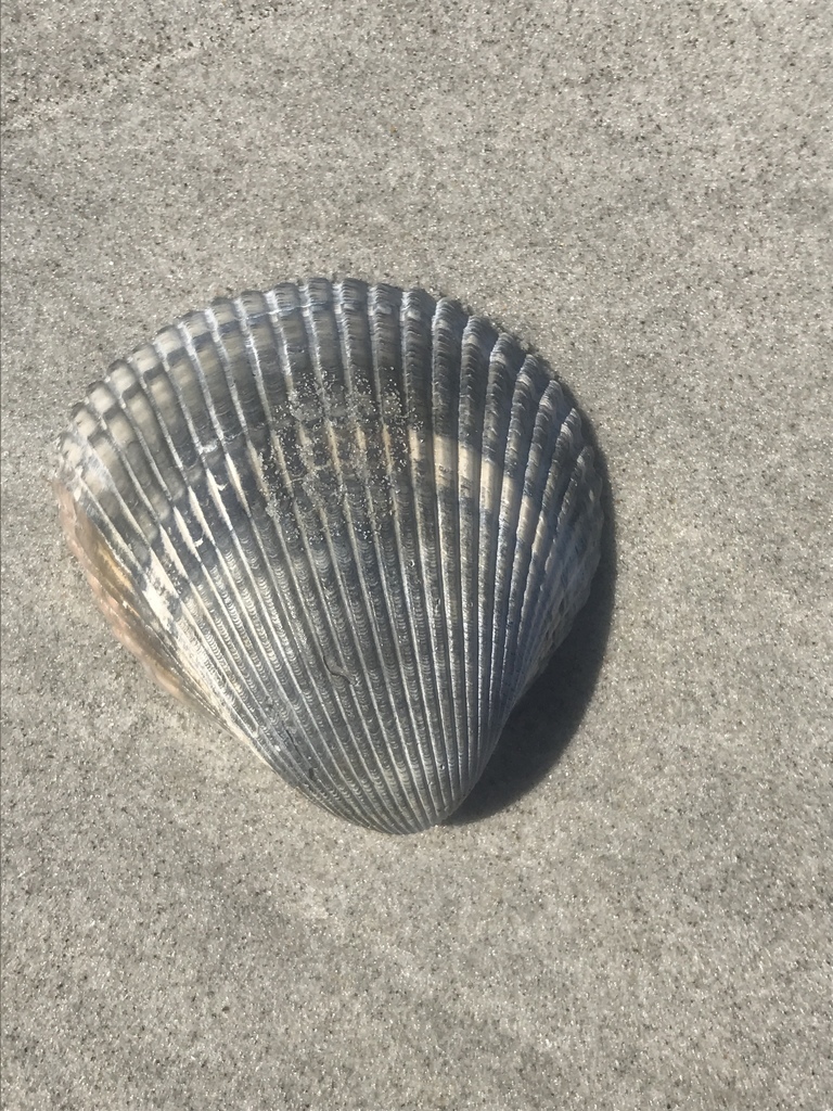 Giant Atlantic Cockle from Atlantic Ocean, , NC, US on September 06 ...