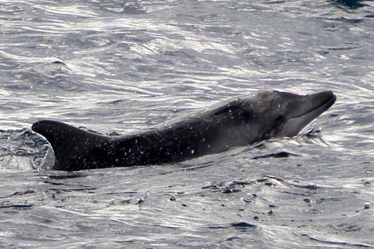 Rough-toothed Dolphin from Španělsko on February 19, 2009 at 12:35 PM ...