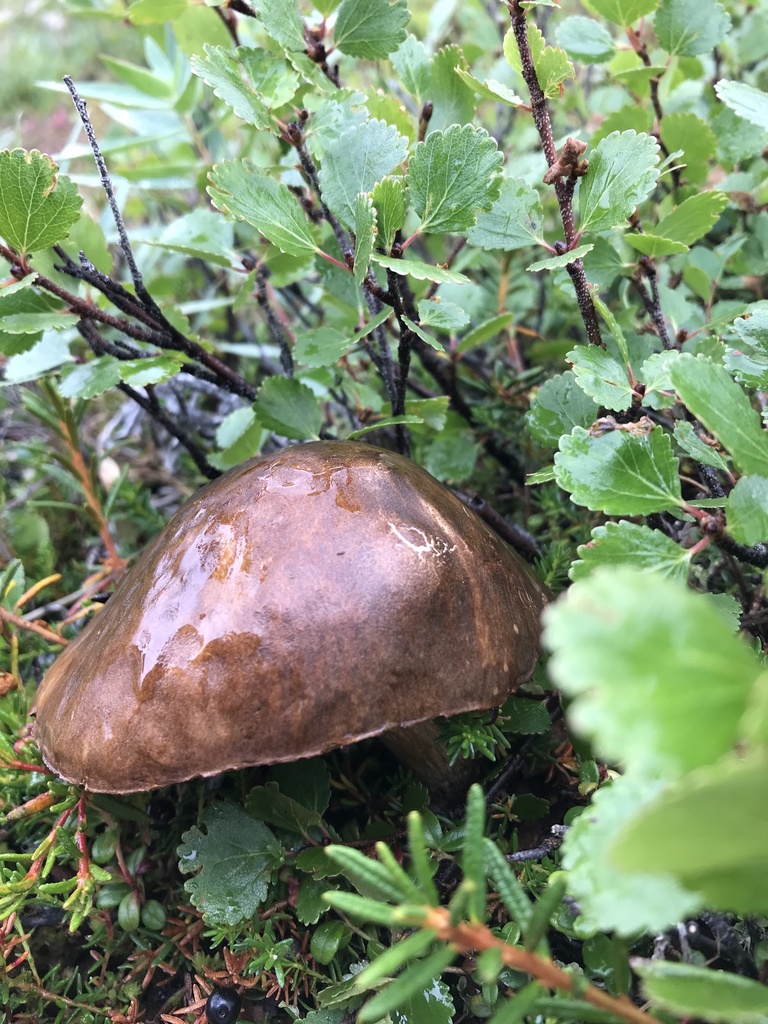 Fungi Including Lichens from Old Crow, YT, CA on August 8, 2022 at 05: ...