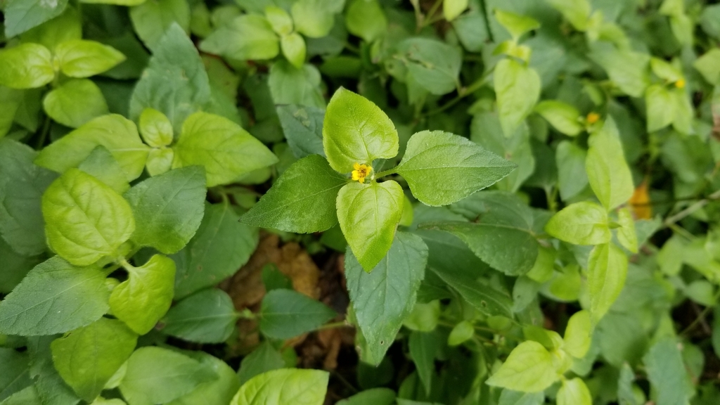 straggler daisy from Mansfield, TX, USA on November 18, 2022 at 12:50 ...