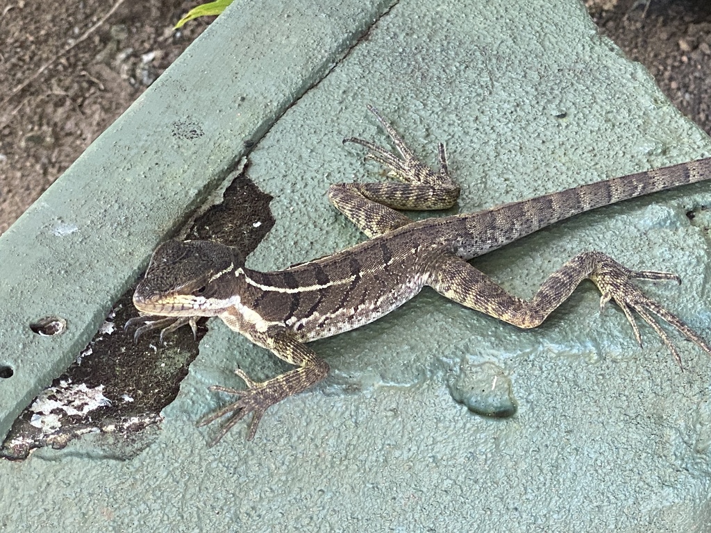 Common Basilisk from Osa, Puntarenas, CR on December 11, 2021 at 11:19 ...