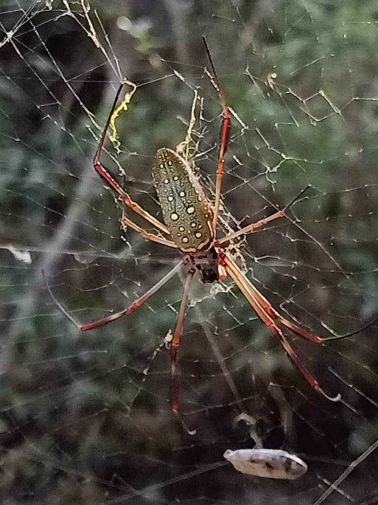 Golden Silk Spider from 82532 Sin., México on November 19, 2022 at 08: ...