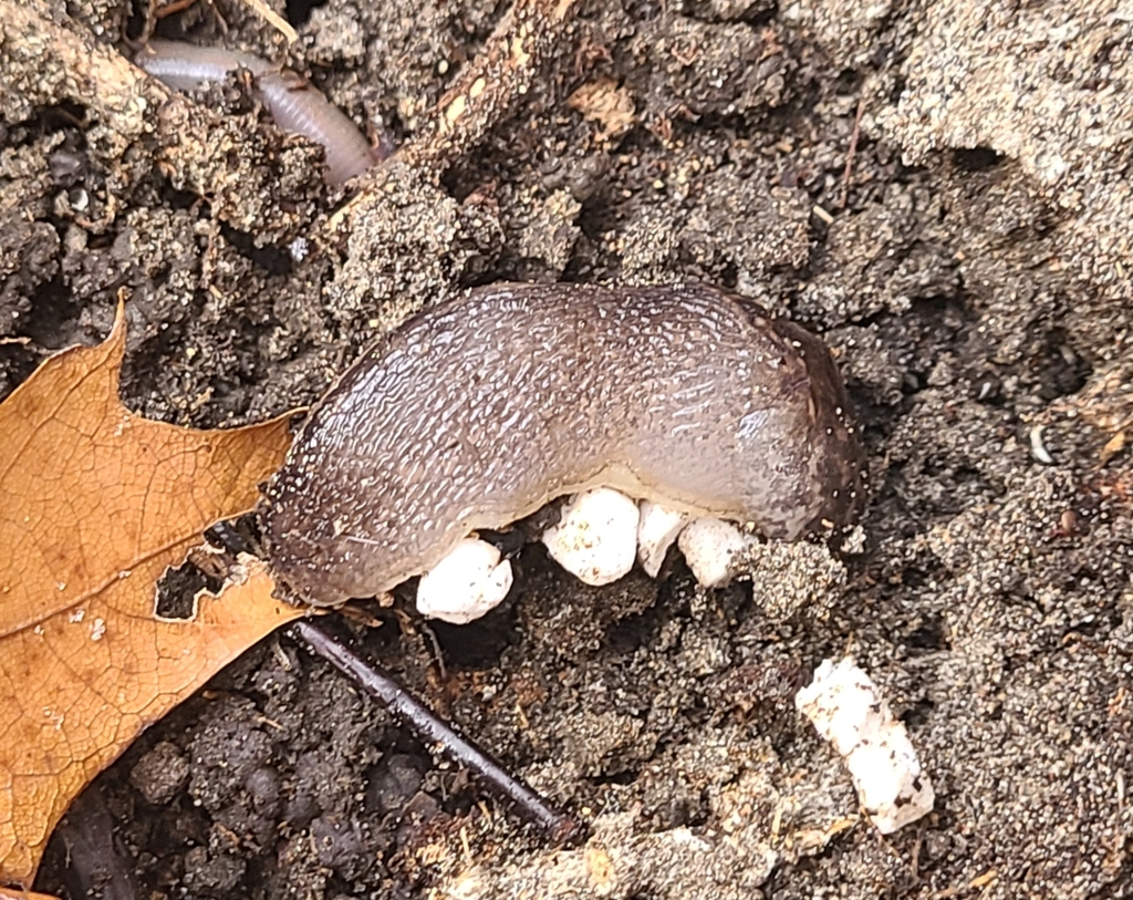 Leopard Slug from The Queensway at Colborne Lodge Dr East Side, Toronto ...