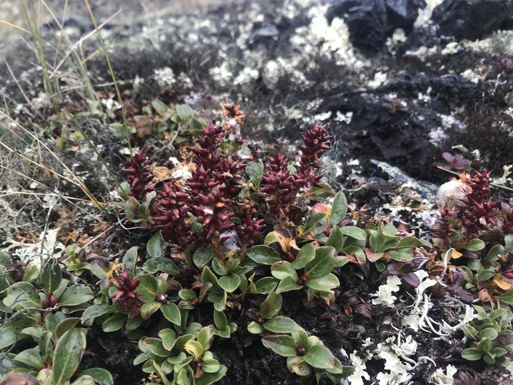 dwarf and creeping willows from Old Crow, YT, CA on August 8, 2022 at ...