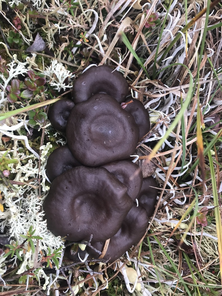 Fungi Including Lichens from Old Crow, YT, CA on August 8, 2022 at 06: ...