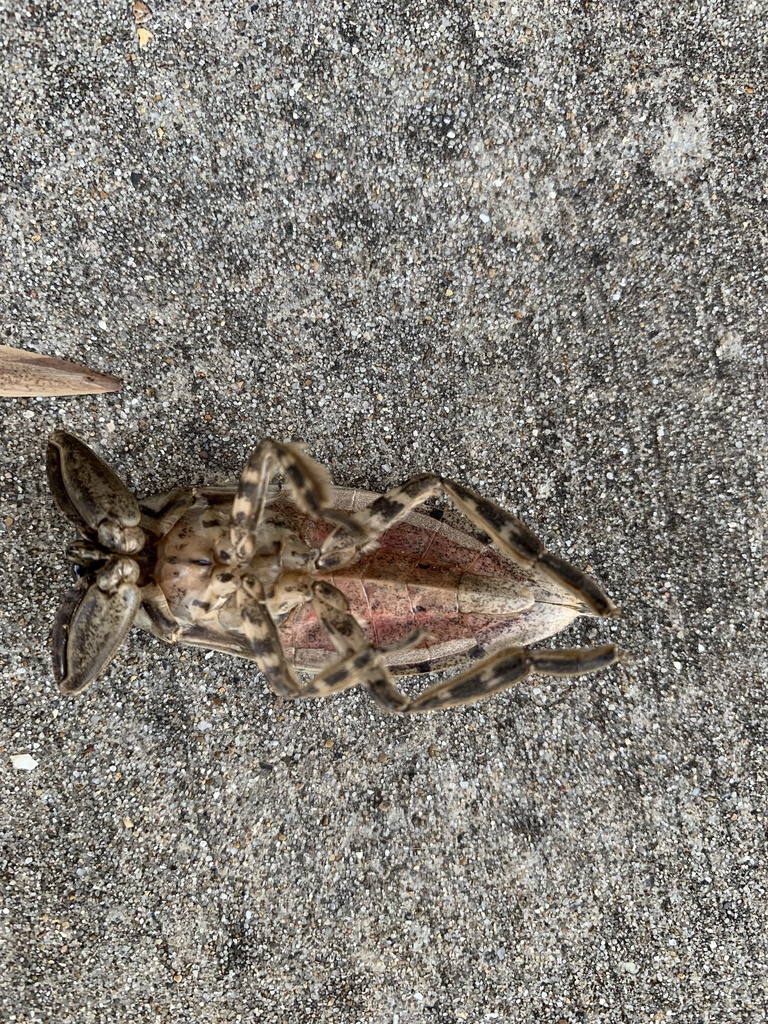 Uhler's Giant Water Bug from Southern Arkansas University, Magnolia, AR ...
