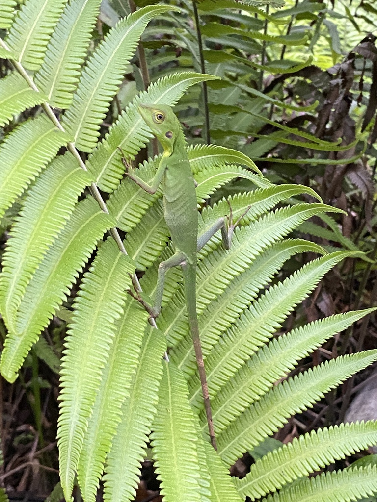 Green Crested Lizard from Halmahera Meridional, Malucas Septentrionales ...