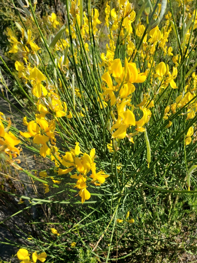 Scotch Broom from Cape Peninsula, Cape Town, South Africa on November ...