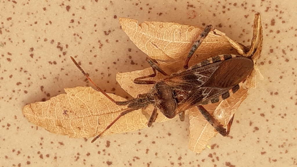 Western Conifer Seed Bug from 794 01 Krnov, Česko on November 20, 2022 ...