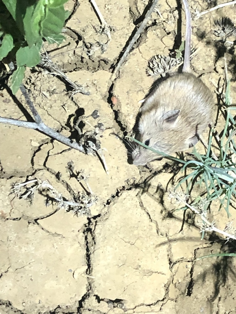Central Short-tailed Mouse from Richmond Winton Road, Richmond, QLD, AU ...
