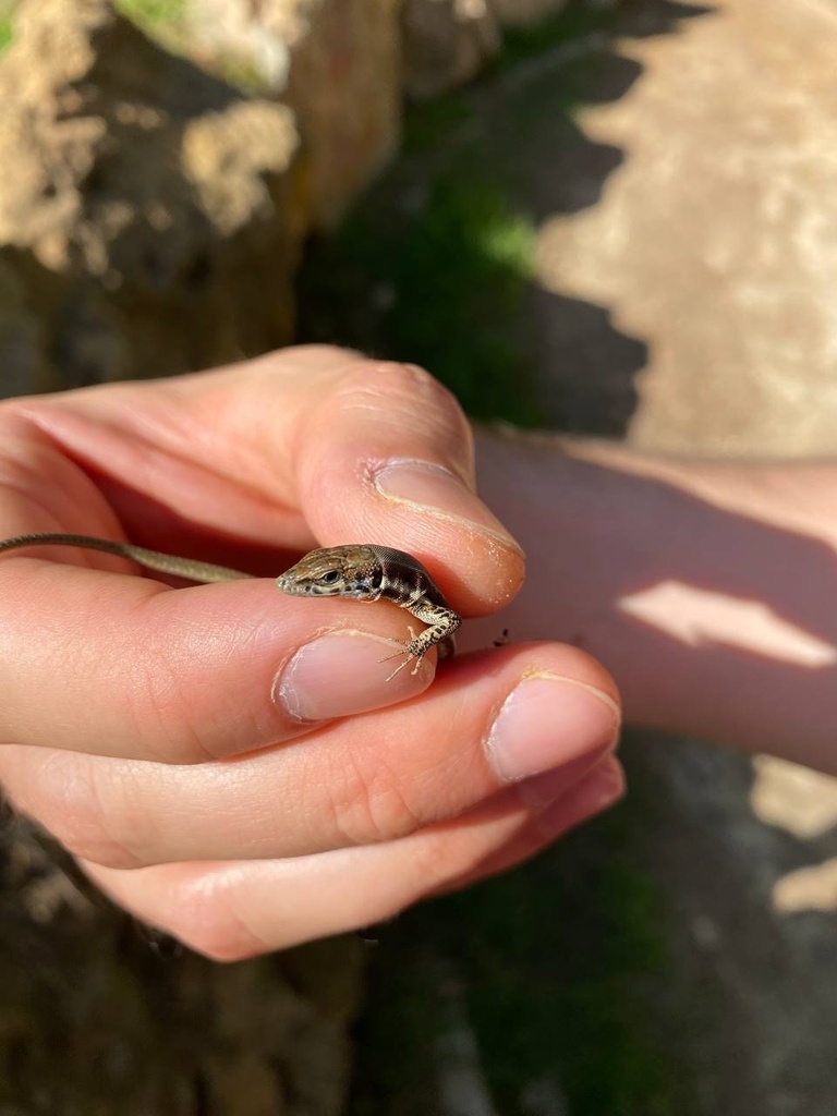 Troodos Rock Lizard from Кипр, Στρόβολος, Никосиа, CY on November 20 ...