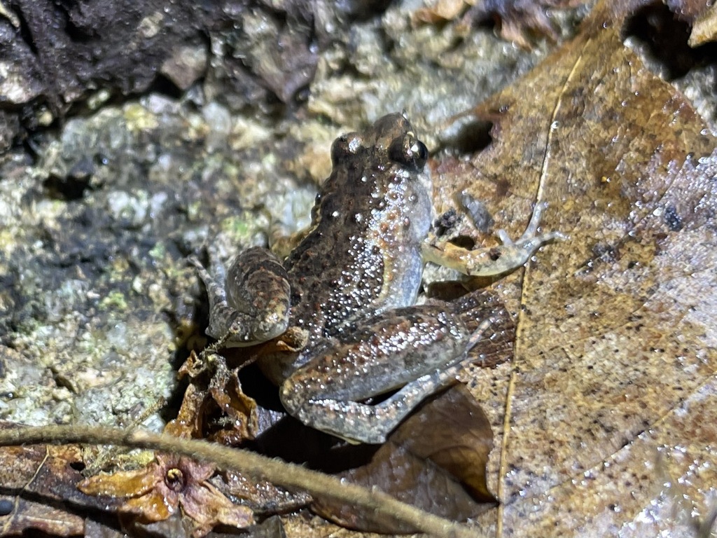 Tubercled Pygmy Frog from Tân Thành, Bà Rịa - Vũng Tàu, Vietnam on ...