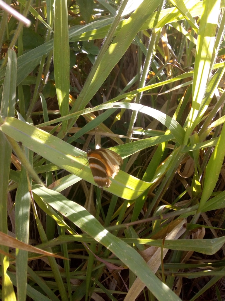 Banded Orange Heliconian from Rondonópolis, MT, 78734, Brasil on ...