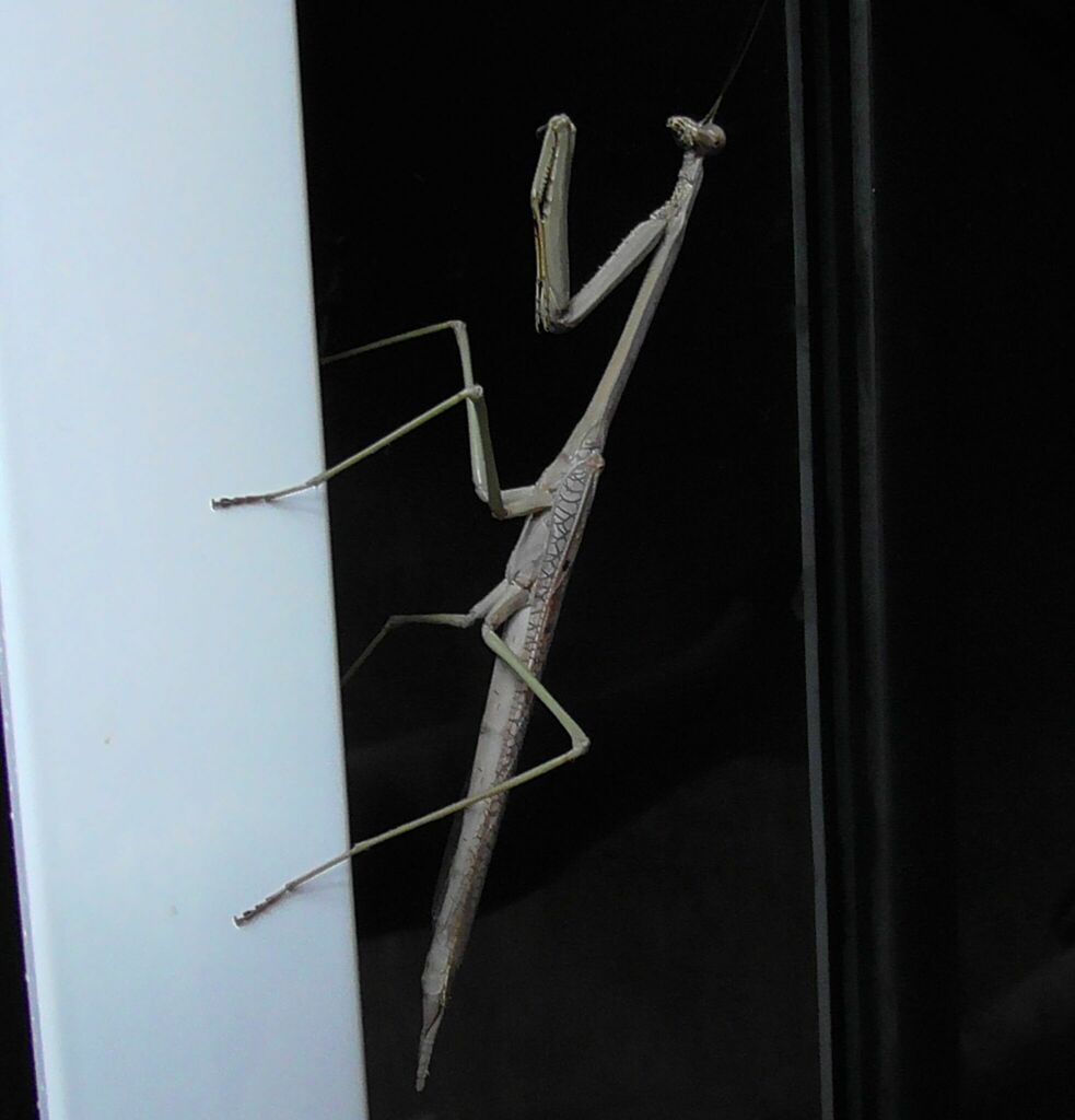 Australian Stick Mantis from Watsonville QLD 4887, Australia on ...