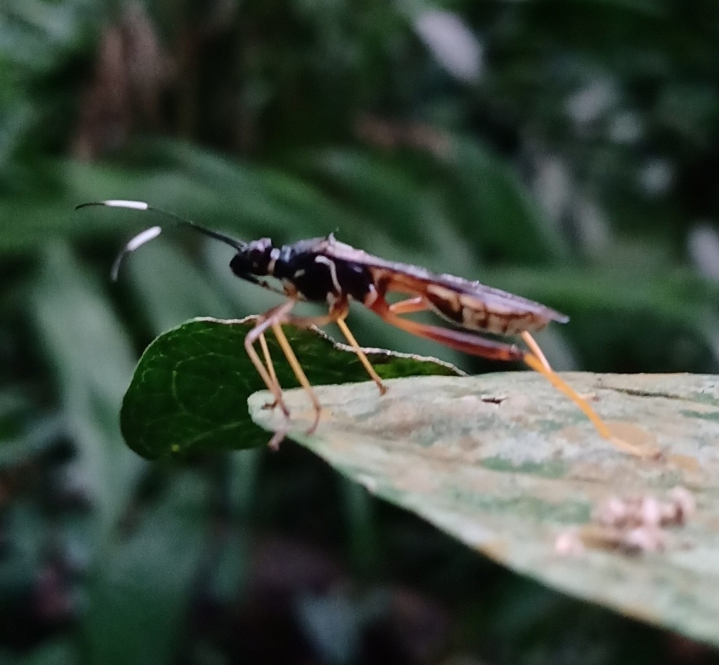 Broad-headed Bugs from Bosque Rodrigues Alves - Jardim Zoobotânico da ...