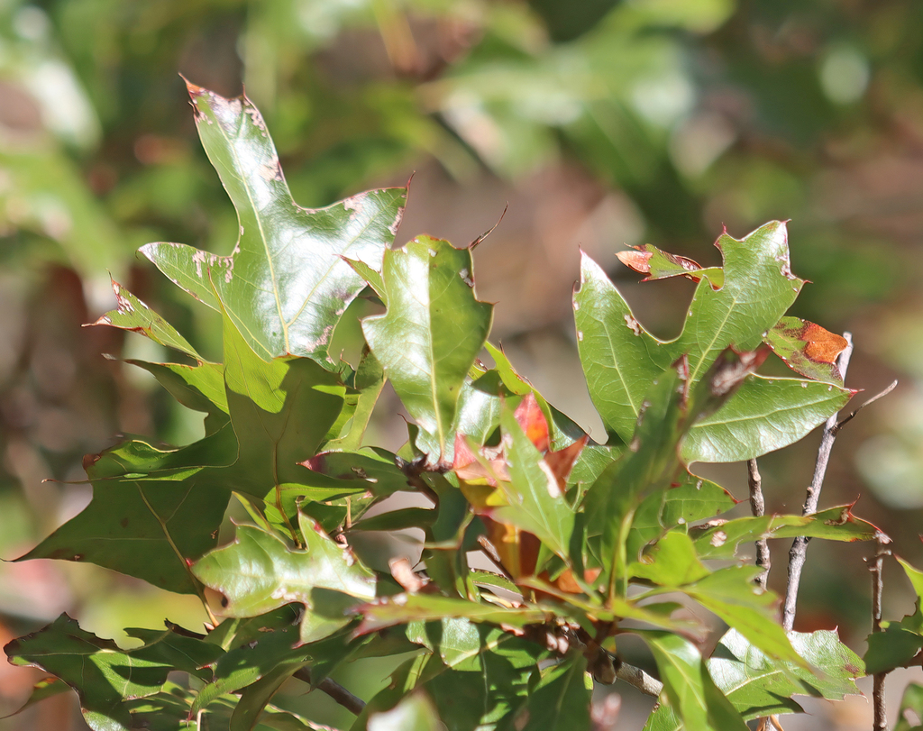 Georgia Oak from Dekalb County, GA, USA on November 14, 2022 at 11:04 ...
