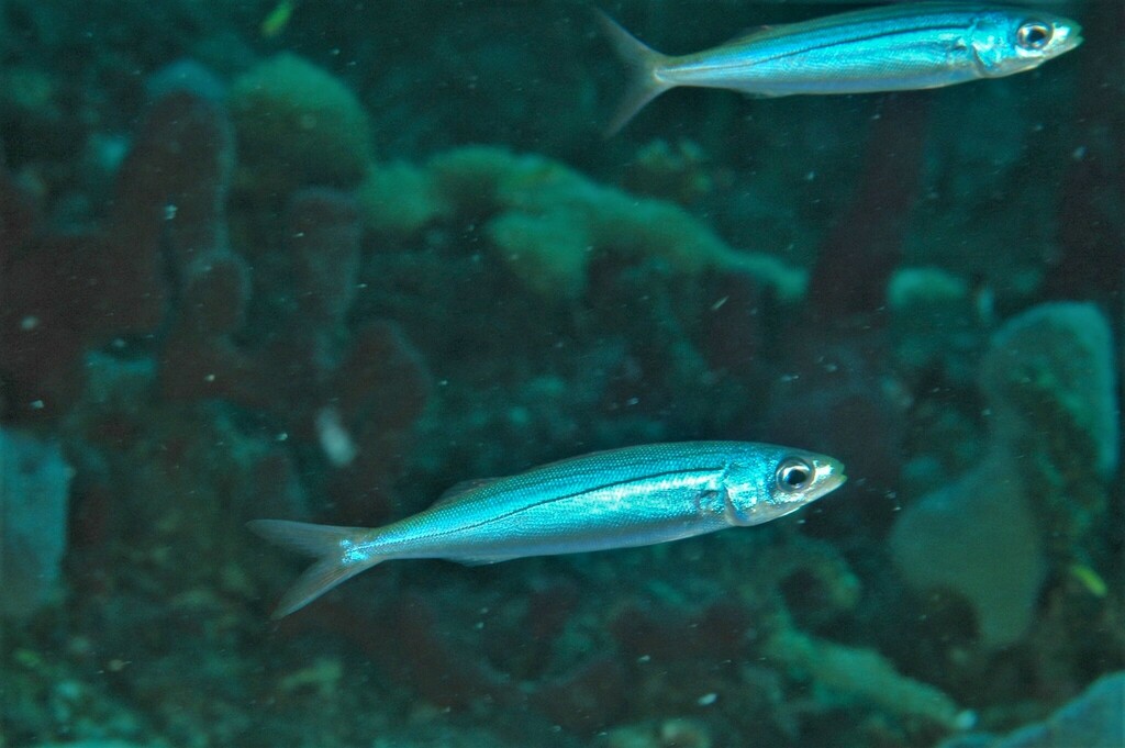 Boga from Broward County, FL, USA on September 14, 2007 at 11:35 AM by ...