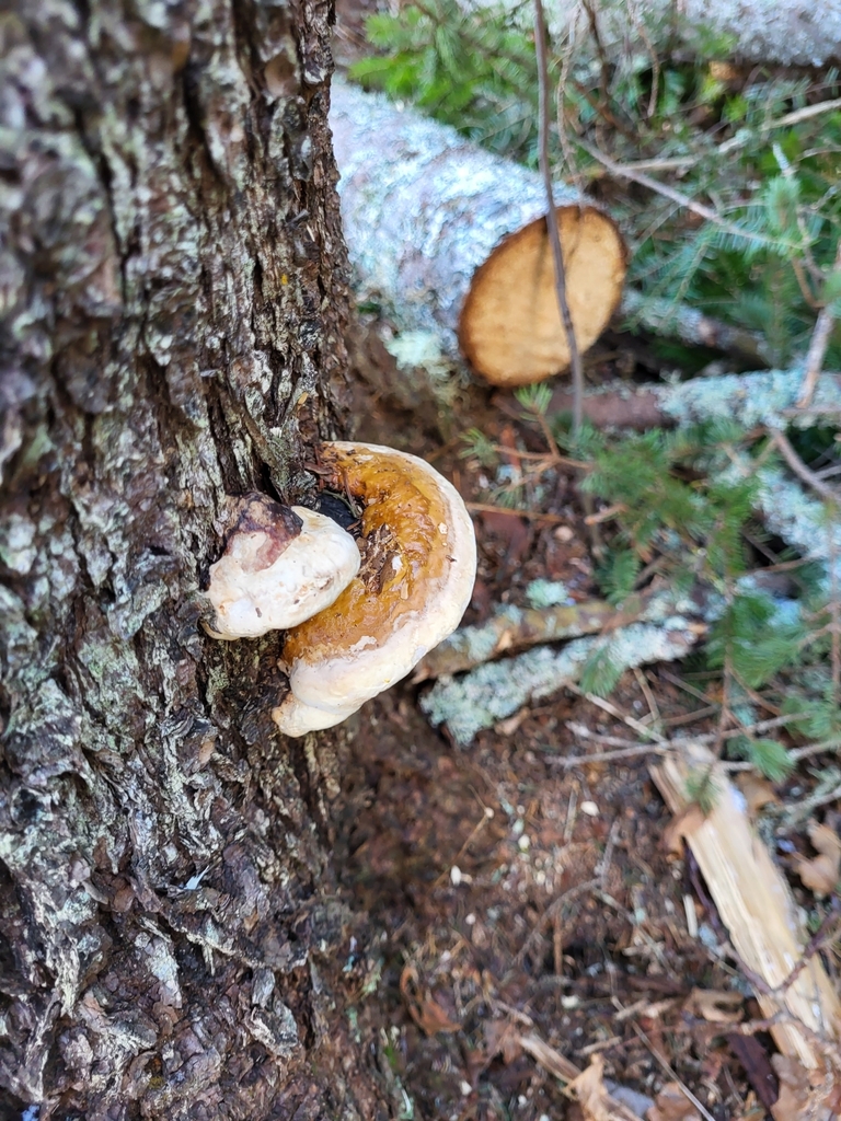 Northern Red Belt from Suffolk, PE C1C 0G7, Canada on November 19, 2022 ...