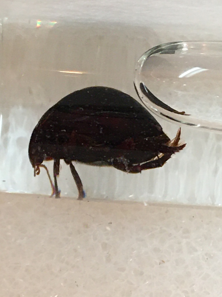 Agabini from Angeles National Forest, Palmdale, CA, US on May 27, 2022 ...