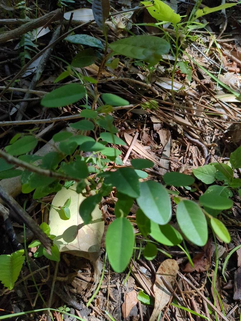 coffee bush from Manly Vale NSW 2093, Australia on November 21, 2022 at ...