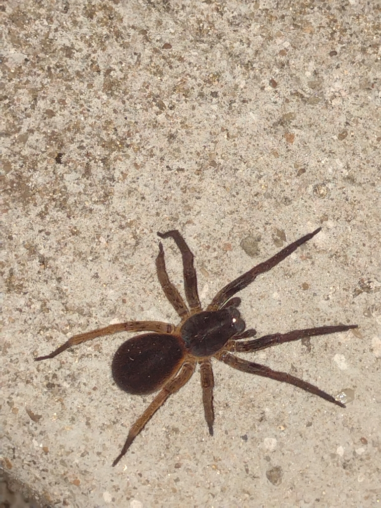Ctenus medius from Nova Petrópolis, RS, 95150-000, Brasil on November ...