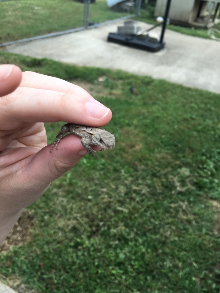 Eastern Fence Lizard from Daniel Boone National Forest, Manchester, KY ...