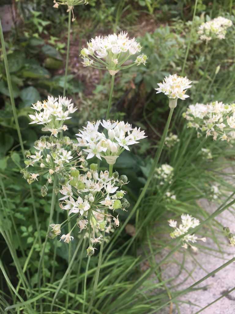 Canadian Meadow garlic from 4545 Gibson Ave, St. Louis, MO, US on ...