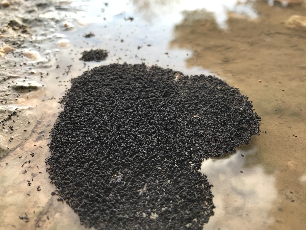 Seashore Springtail from North District, , North District, IL on ...