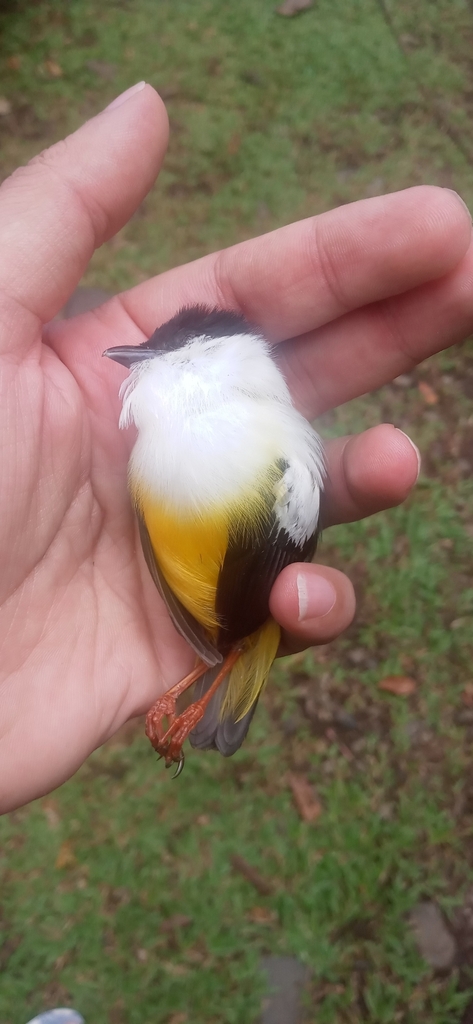 White-collared Manakin from V9H8+F2M, Eslabón, Provincia de Cartago ...